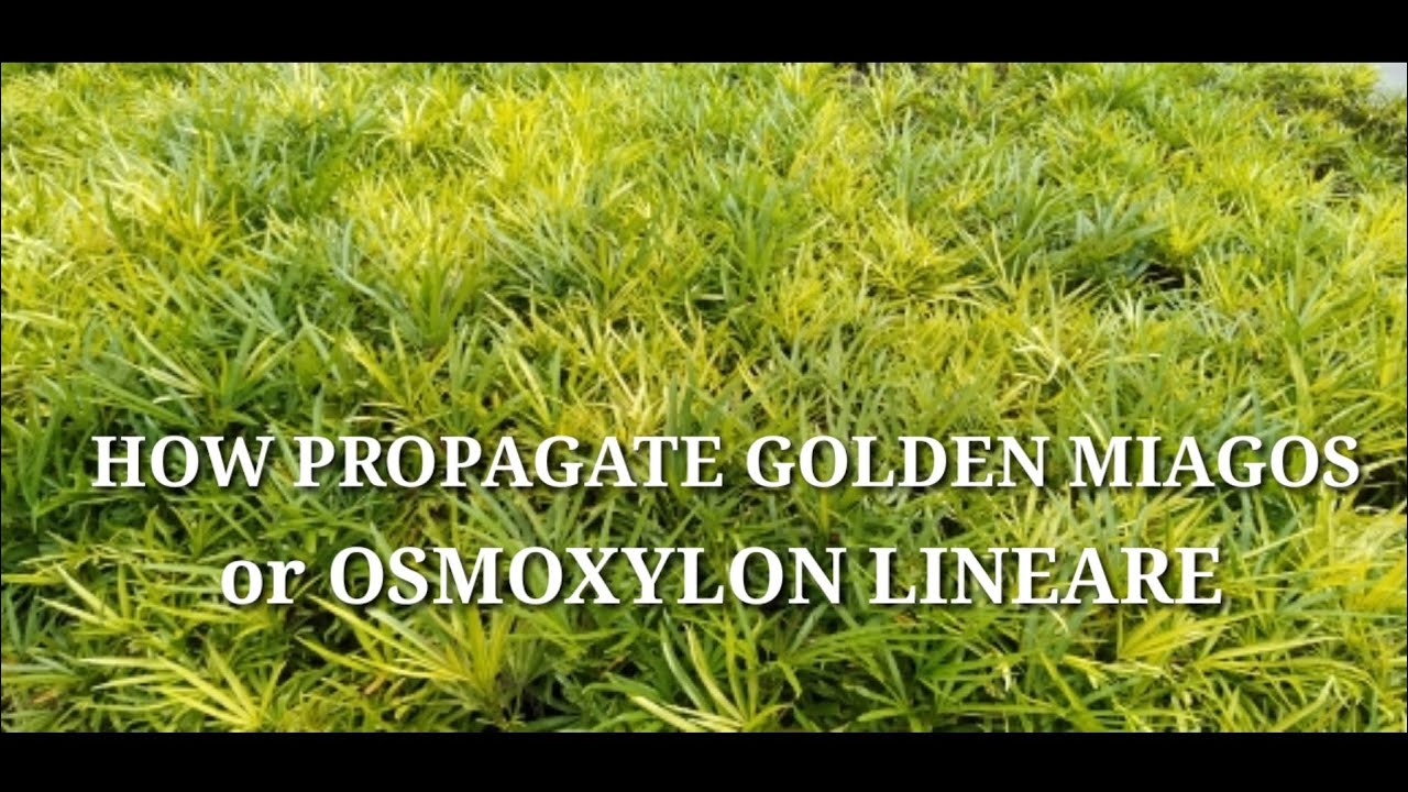 How to propagate golden miagos or osmoxylon linear - YouTube