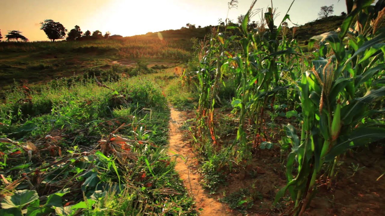 crops 1 - YouTube