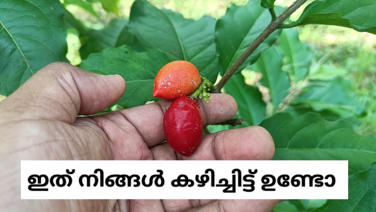 ഇത് നിങ്ങൾ കഴിച്ചിട്ട് ഉണ്ടോ | A Best Fruit for Home Fruit Garden ...