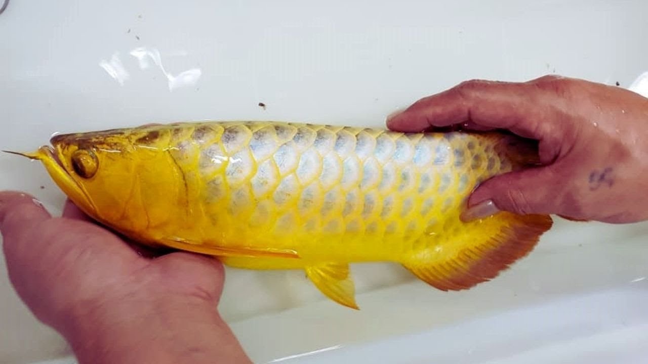 Amazing 24K Golden Head Arowana | Rare Super Gold Arowana Fish - YouTube