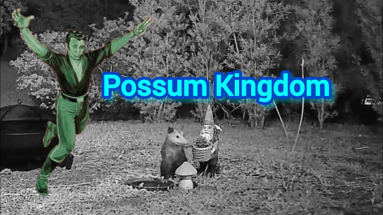 Goofy Opossum Struggles at the Water Bowl - YouTube