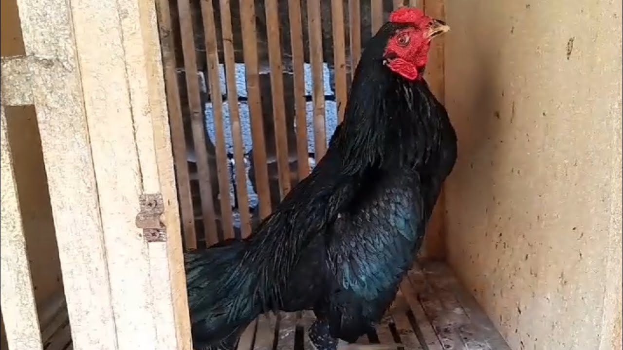 BLACK BAT ‼️ Young chicken over 6 months old - YouTube