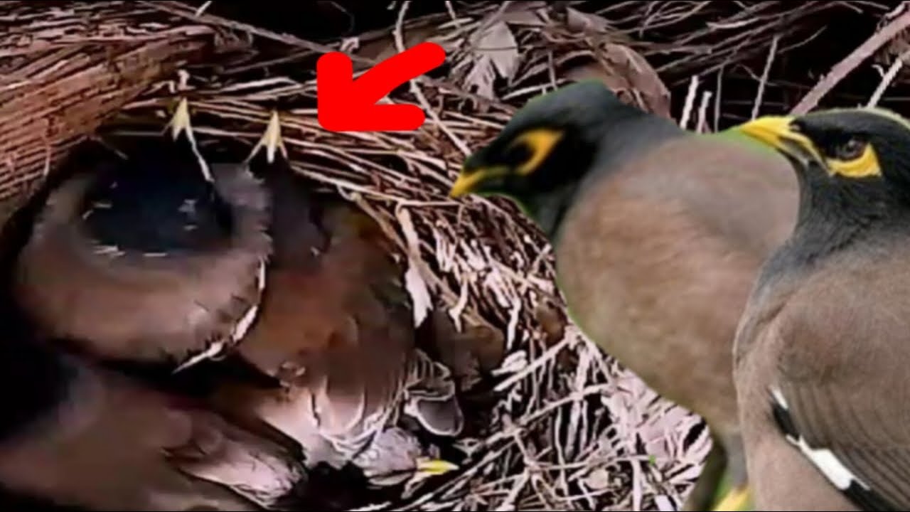 Baby myna baby in the nest waiting for mother to feed#animals - YouTube