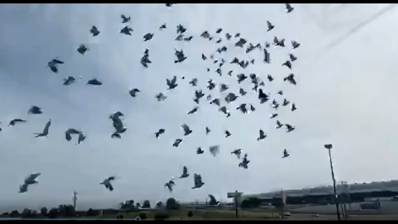2020 Surry Sunrise Rotary Club Pigeon Race - YouTube