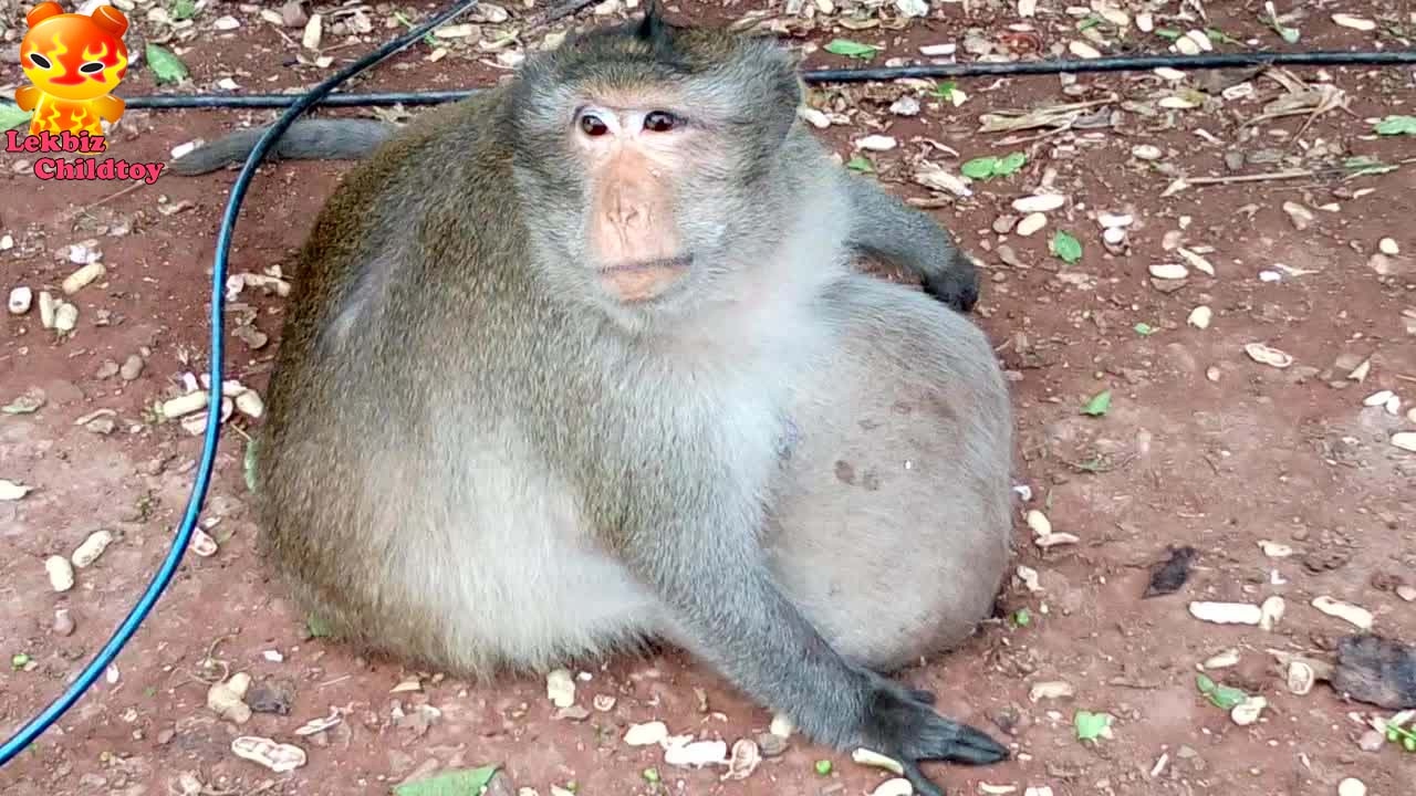 ++Fat monkeys eat Peanut++ - YouTube