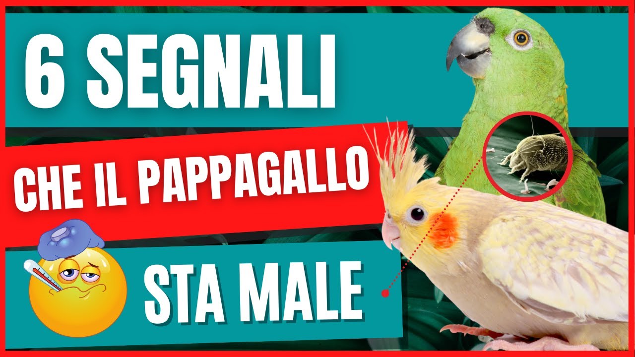 Pappagallo sta male | 6 Segnali che il pappagallo sta male | Gestione ...