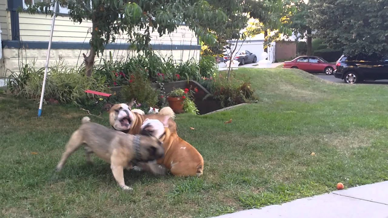 Sable French Bulldog vs English Bulldogs vs Shih-tzu. Dogs go at it ...