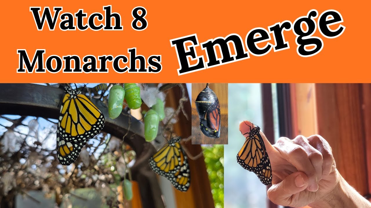 Watch 8 Monarch Butterflies Emerge Before Your Eyes! - YouTube