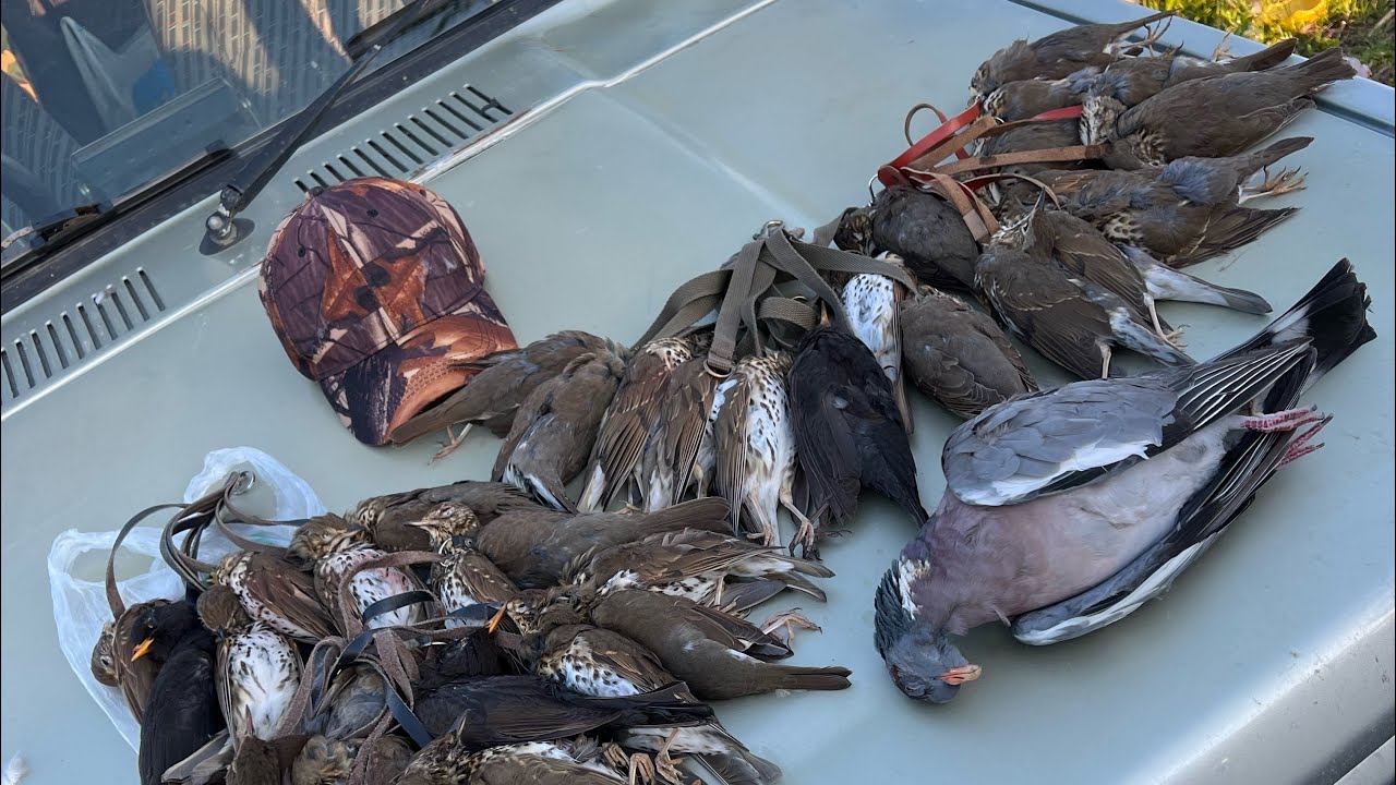KIBRIS CİKLA AVI -3 (TURDUS,ZORZALES HUNTİNG) 2023 SEZON - YouTube