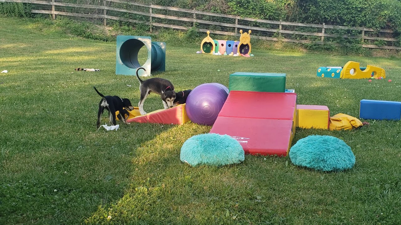 Puppy Playtime 1 YouTube puppy-playtime-1-youtube