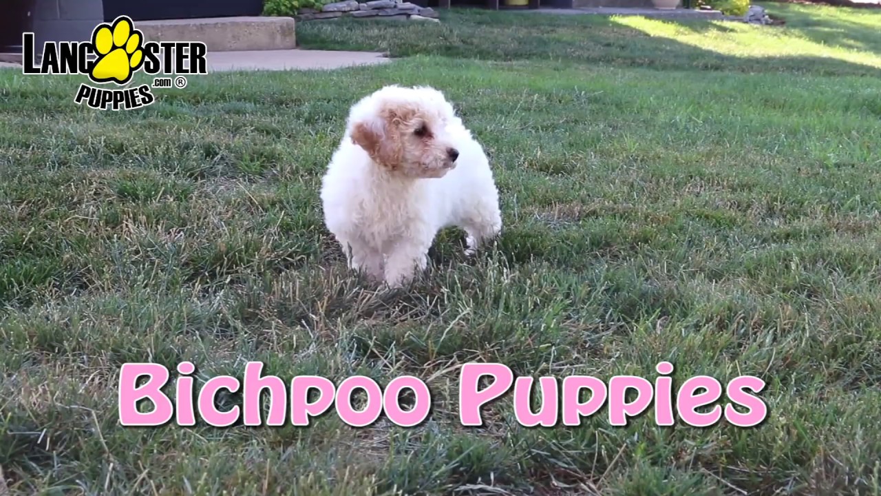 Bichpoo Puppies - YouTube