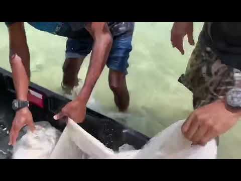 Mañahak talayeros net fishing Guam 2019 - YouTube