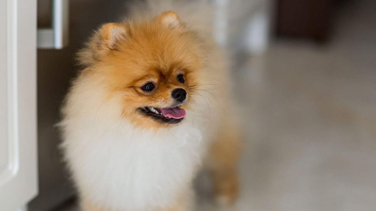 Pomeranian Dinnertime Gourmet Meals for Your Pom - YouTube