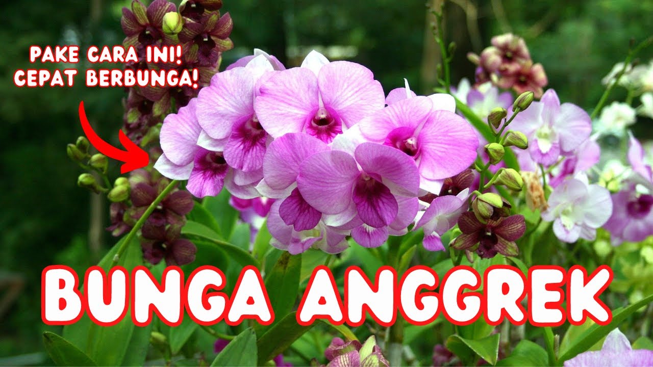 Cara Menanam Bunga Anggrek agar Cepat Berbunga, Cara Menanam Bunga ...