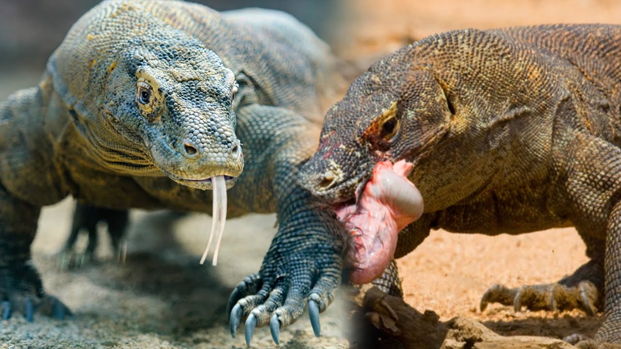 Komodo Dragon | The Real-Life Dragon | Flashinfo - YouTube