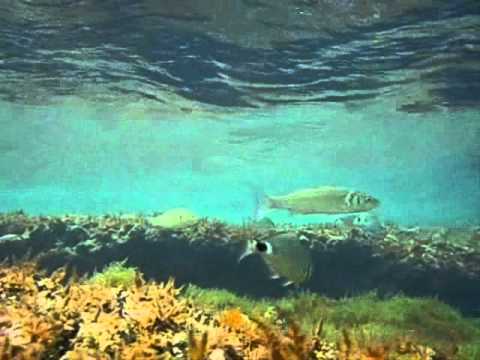 Dicentrarchus labrax - YouTube