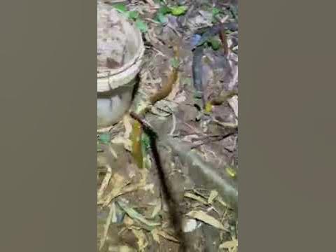 Surrounded By Giant Pythons 😳 #shorts #animals #reptile #giant #snake # ...