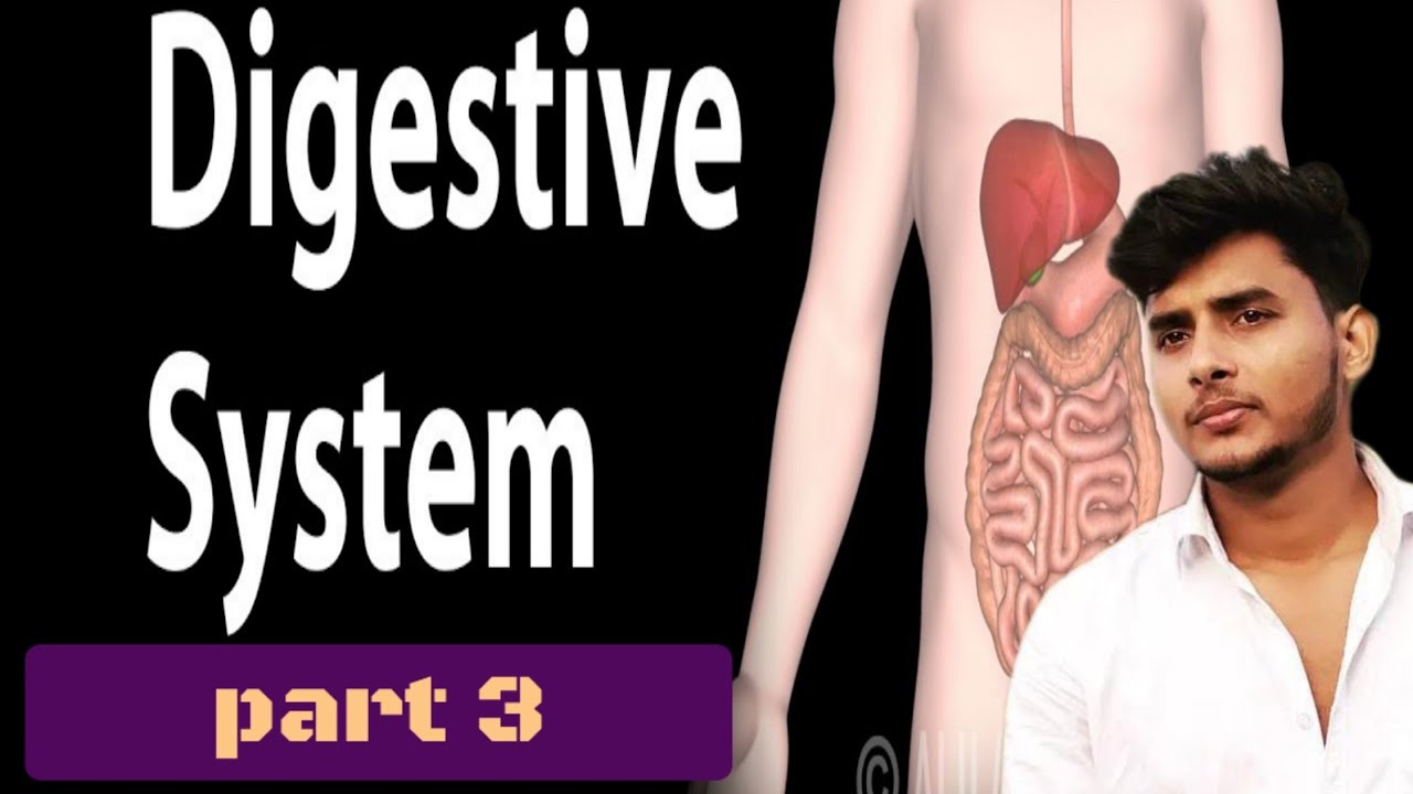 life process class 10 digestive system of human all part - YouTube