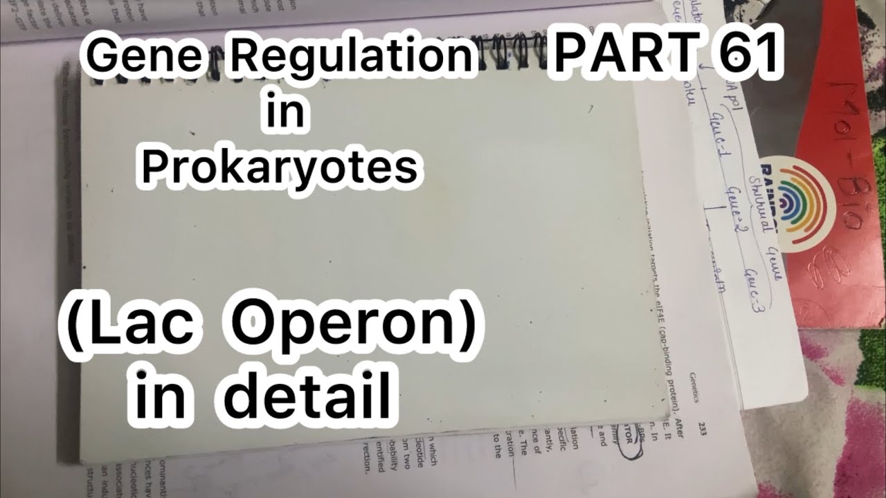 PART 61🧬|| Lac Operon || Prokaryotic gene regulation || Molecular ...