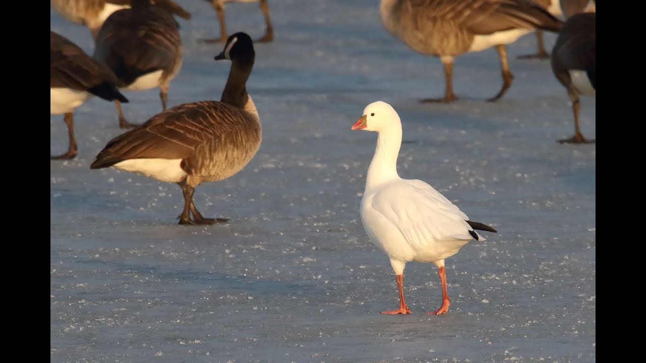 March 5, 2024 Good Natured Hour - YouTube