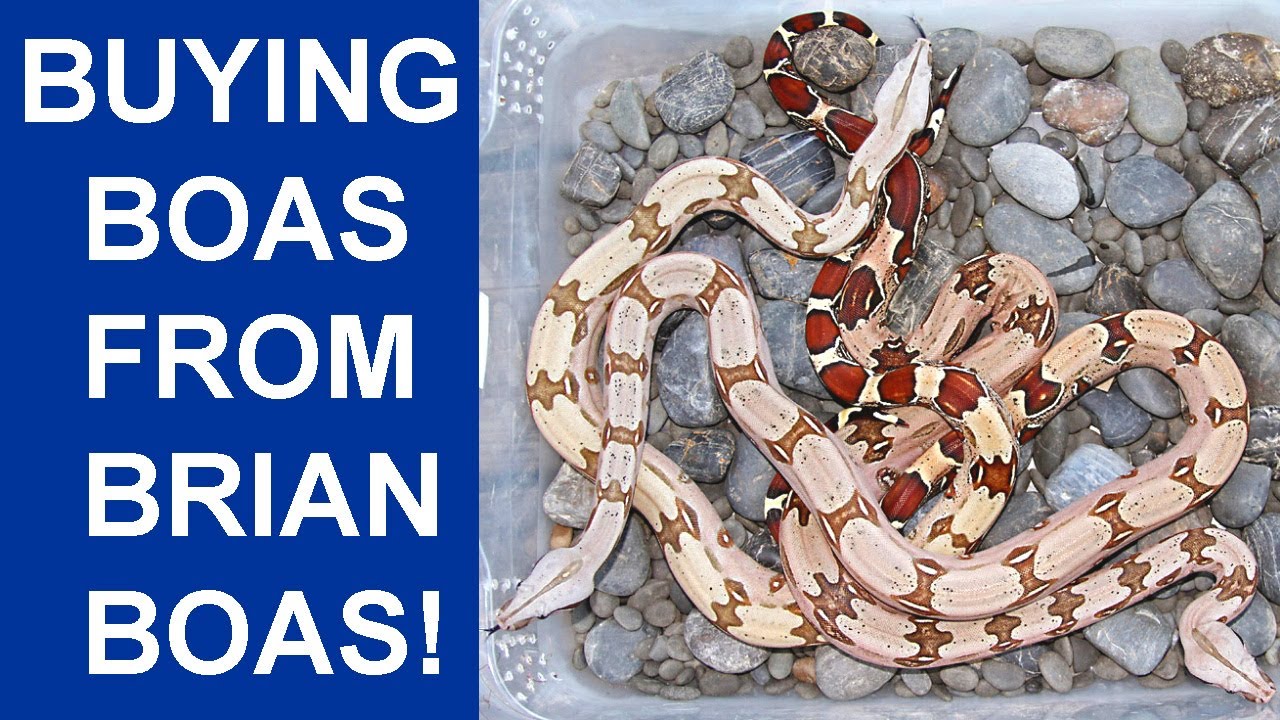 Brian Boas Terms of Sale! - YouTube