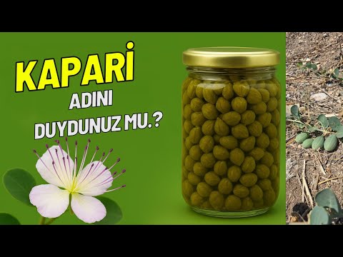 KAPARİ' nin FAYDALARI HERKESİ ŞAŞIRTIYOR. #Kapari #keşfet #CapparisSpinosa #YenebilirYabaniOtlar