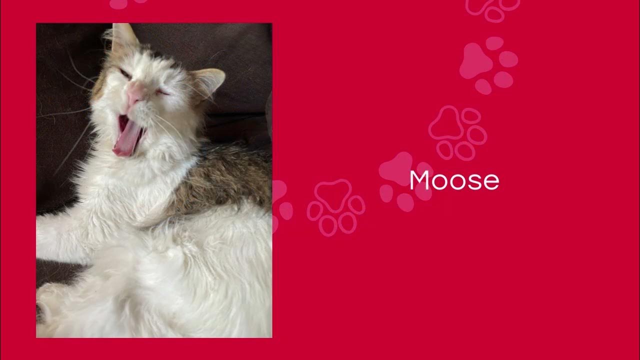 4h Fest 2023 - Virtual Pet Parade - YouTube