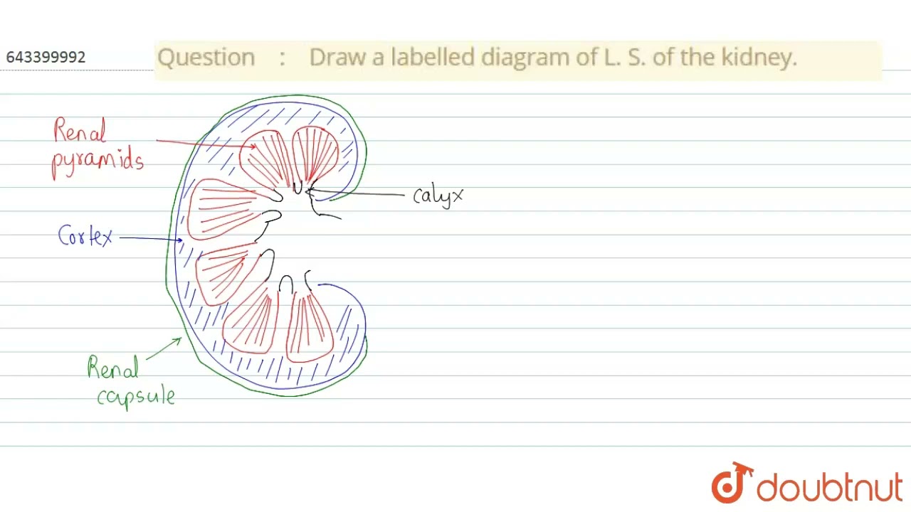 Draw a labelled diagram of L. S. of the kidney. | 10 | EXCRETORY SYSTEM ...