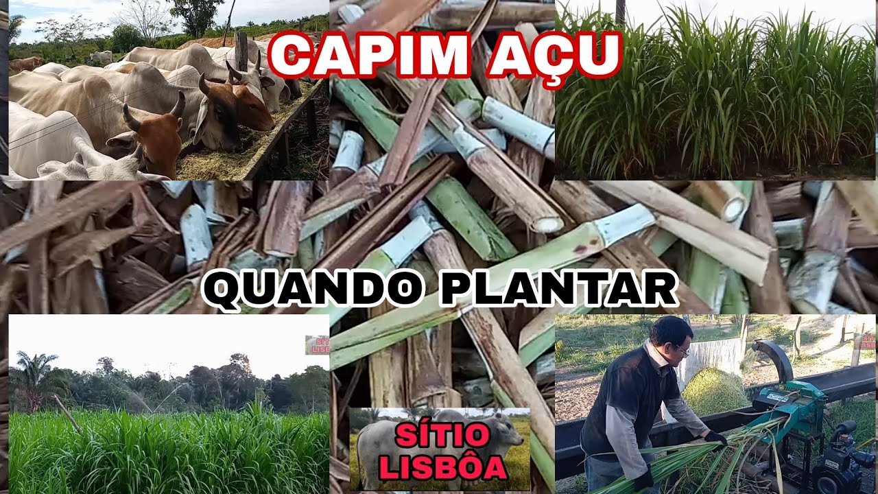 BRS CAPIM AÇU QUANDO E COMO PLANTAR. - YouTube