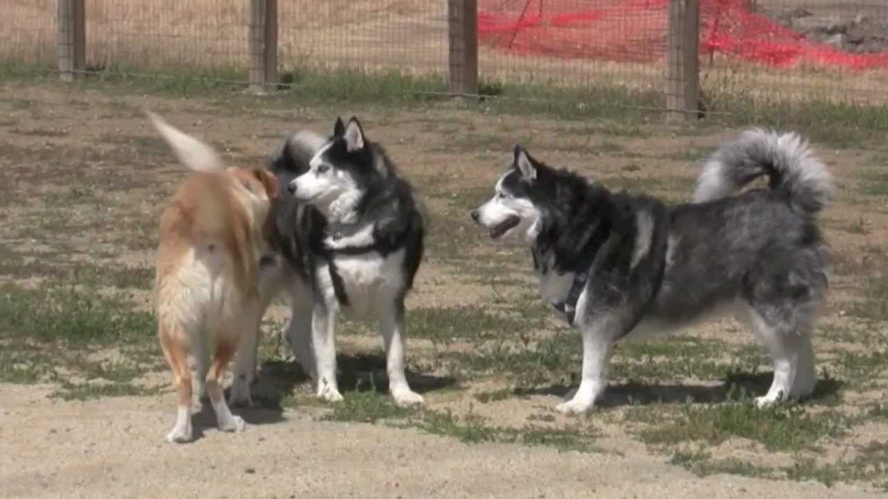 Seal Point Dog Park Visit With Rosy And Rocky - YouTube