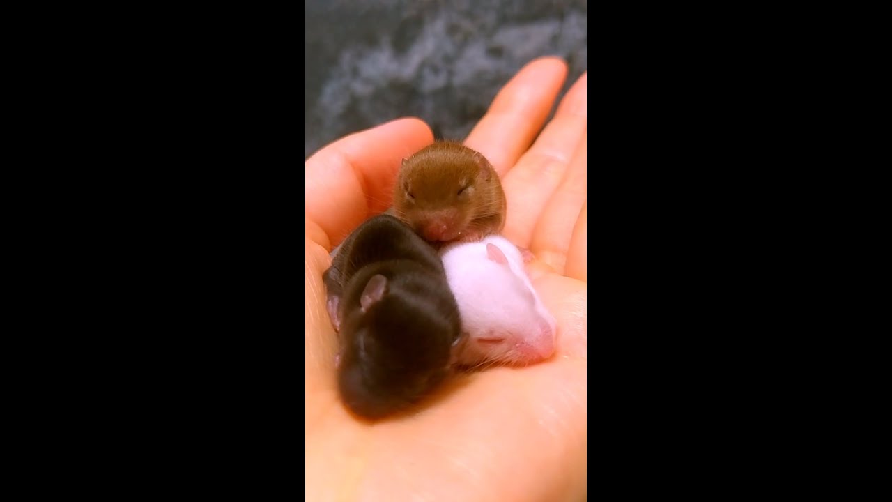 Can Baby Mice Drink Cow Milk at Germaine Dunham blog