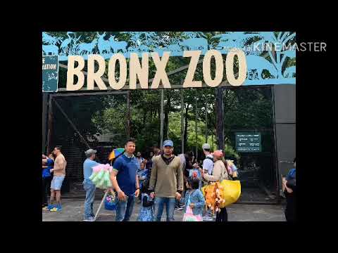 Bronx Zoo My Un Complete Tour New York - YouTube
