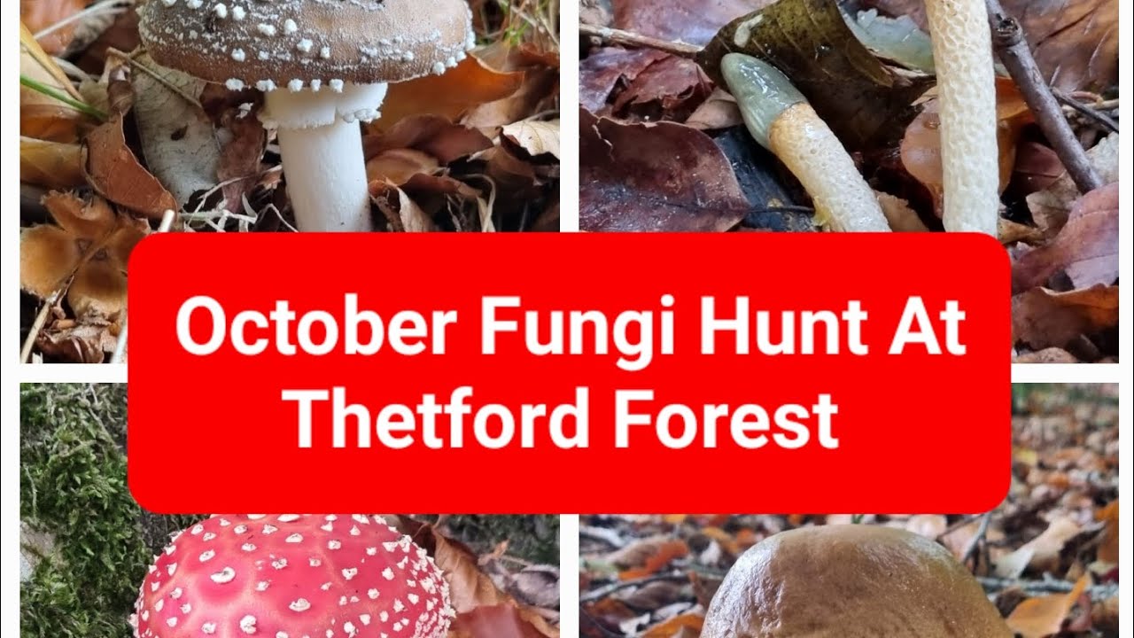 October Fungi Hunt At Thetford Forest - YouTube