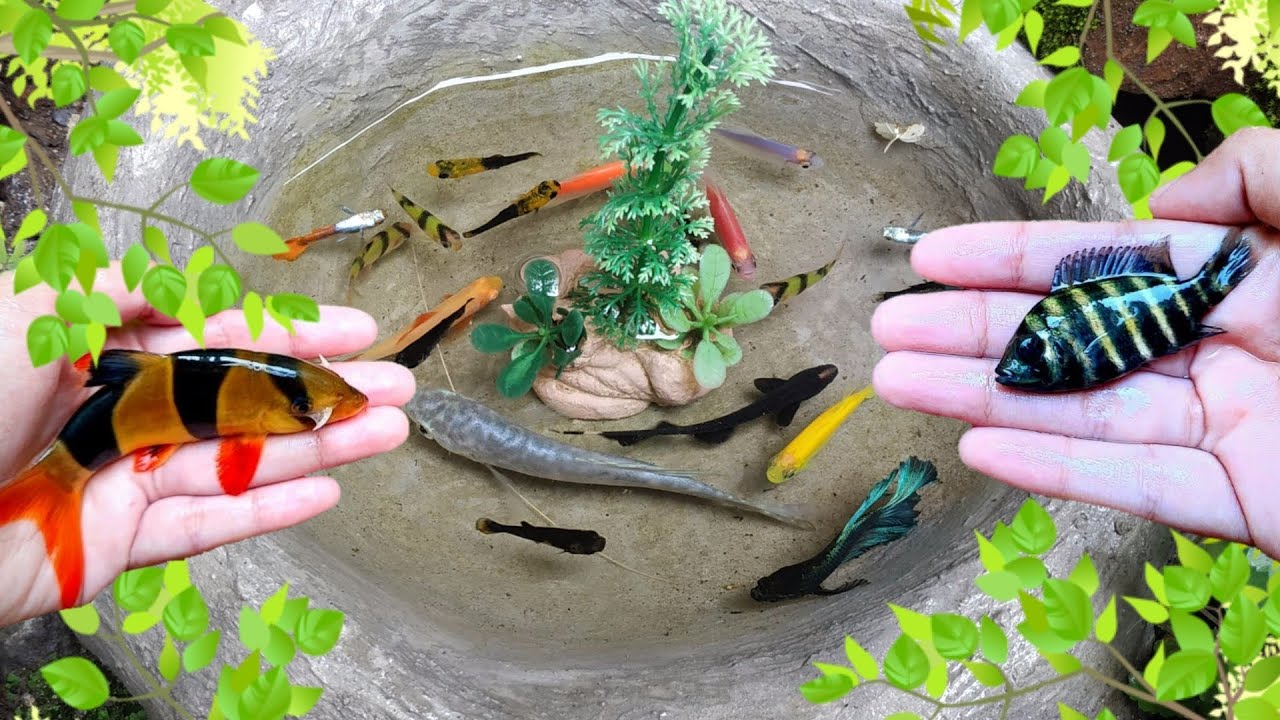Catching Koi fish, Guppy fish, Ornamental Fish, Glofish, Goldfish ...