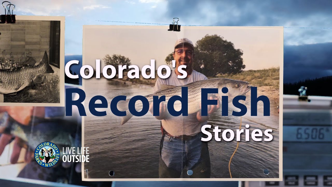 Colorado Angler Catches 'Unofficial' Record-Sized Smallmouth Bass - YouTube
