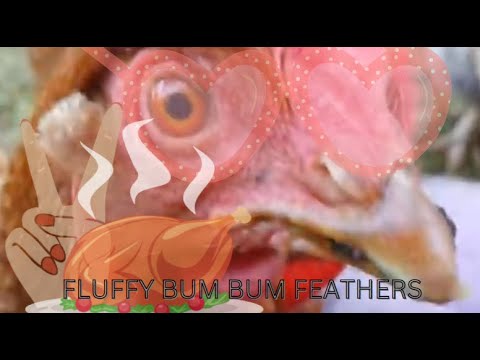 Fluffy bum bum feathers on the loose. - YouTube