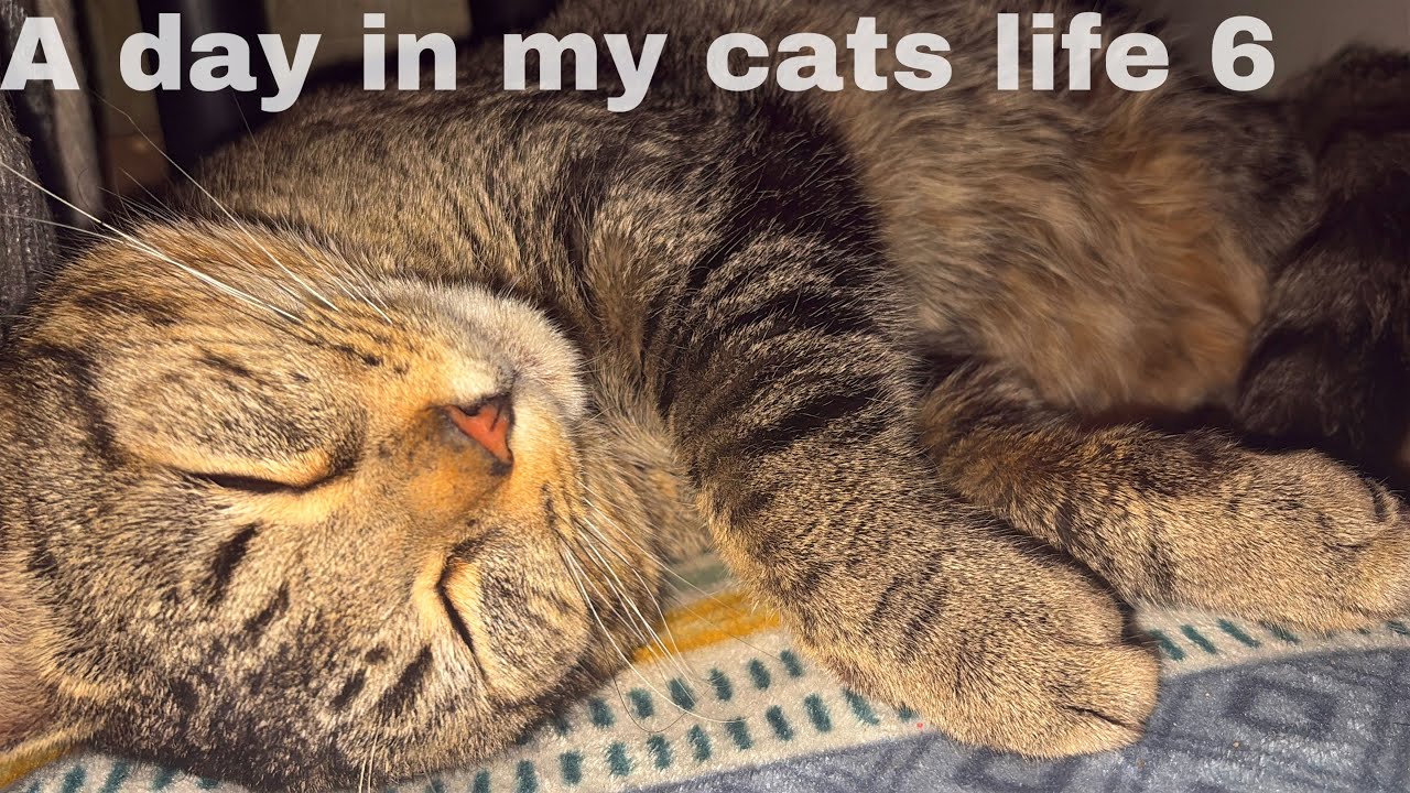 A day in my cats life 8 - YouTube