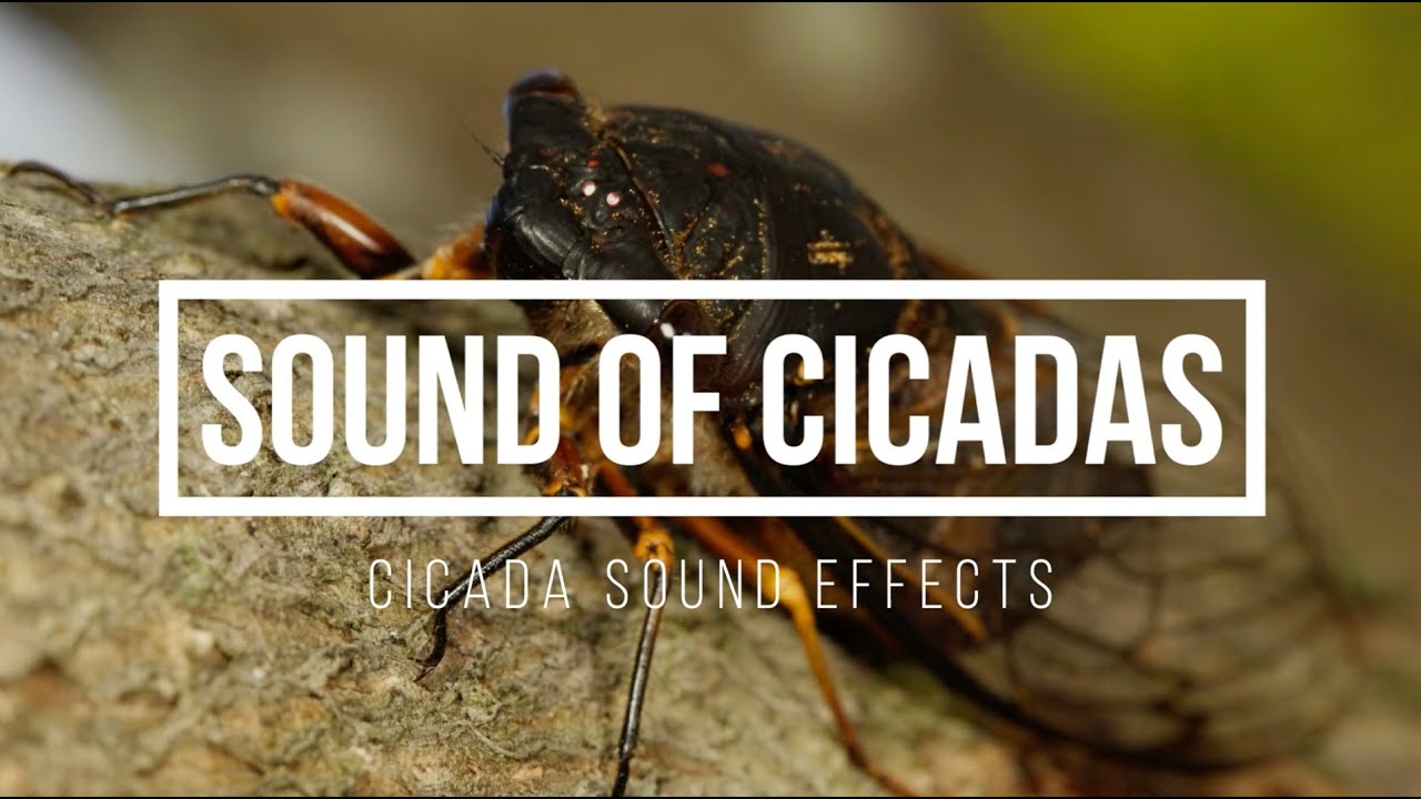 Cicada Sound Effect 🦗 The Sound of Cicadas Singing - YouTube