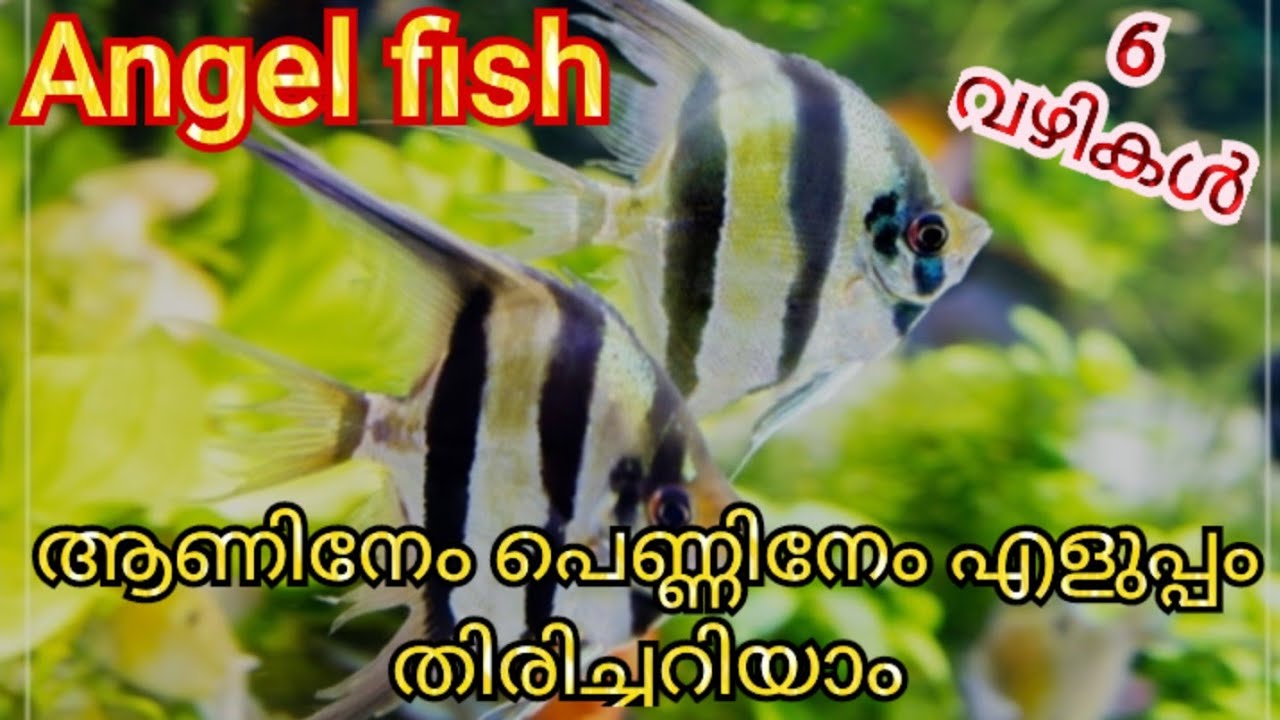 Angel fish Gender identification Easy to identify 6 steps. #fish # ...