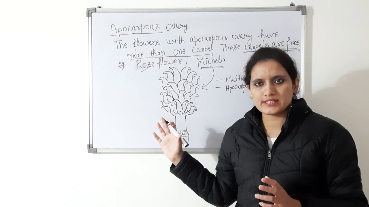 Female reproductive unit(CARPEL)/Apo&Syncarpous ovary/Difference ...