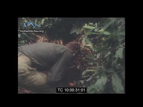 Binh sĩ Hoàng gia Úc tìm thấy kho gạo của MTDTGPMNVN (Việt Cộng) năm 1968
