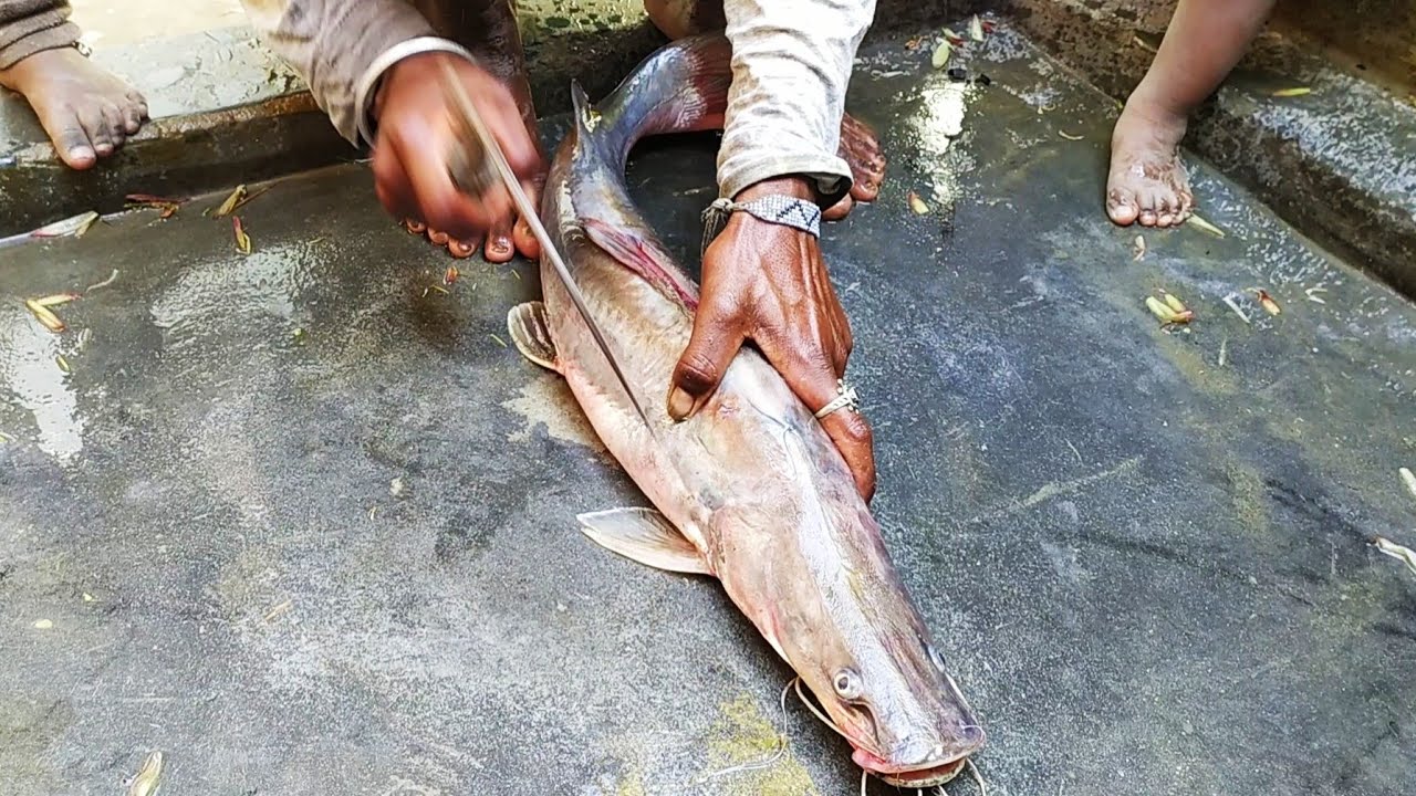 big singhada fish village cutting ka Tarika || बड़ी मछली काटने का तरीका ...