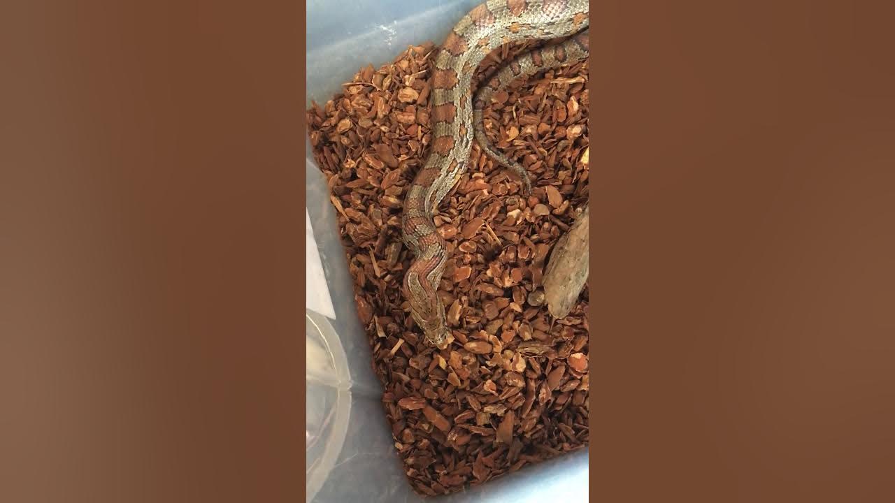 Cornelius the corn snake eats 2 mice - YouTube