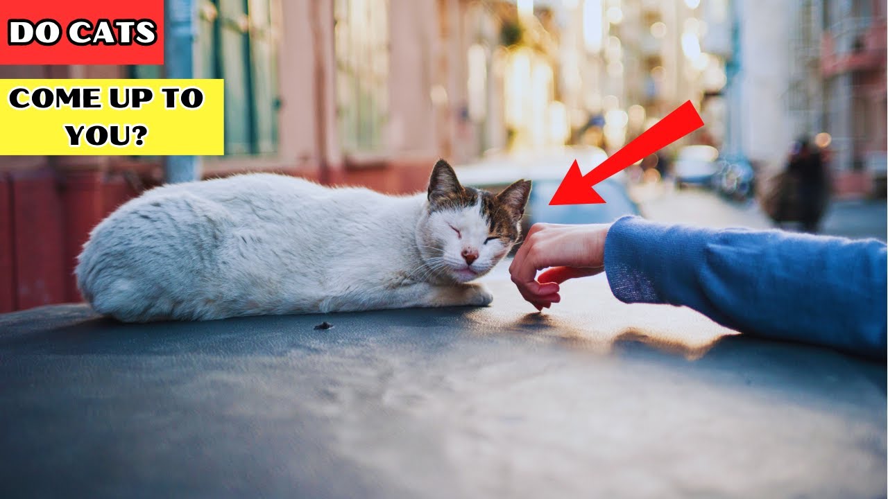 Do Random Cats Come Up to You? Here Is What It Means - YouTube