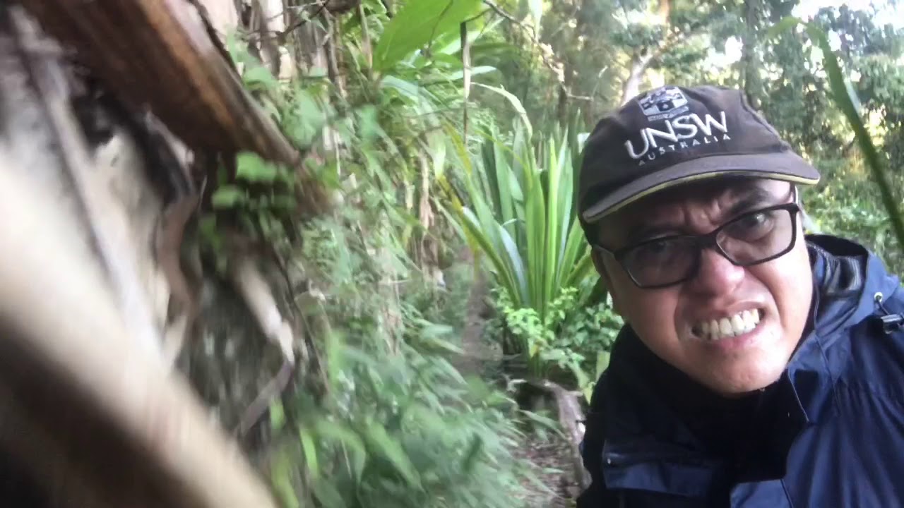Springbrook Mountain - An Epic Hike (06 June 2020) - YouTube