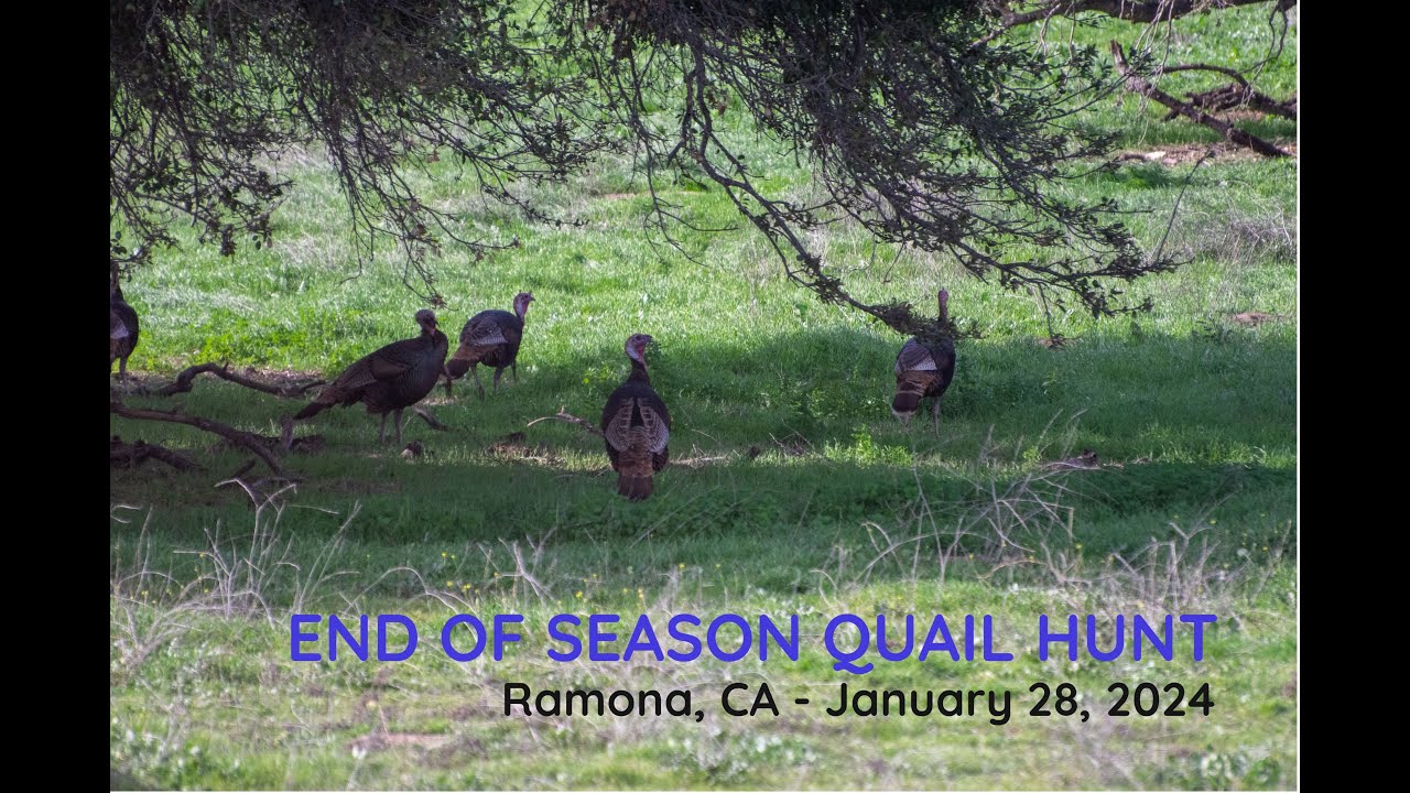 We Found a Quail Guzzler from 1950 - Ramona, CA - YouTube