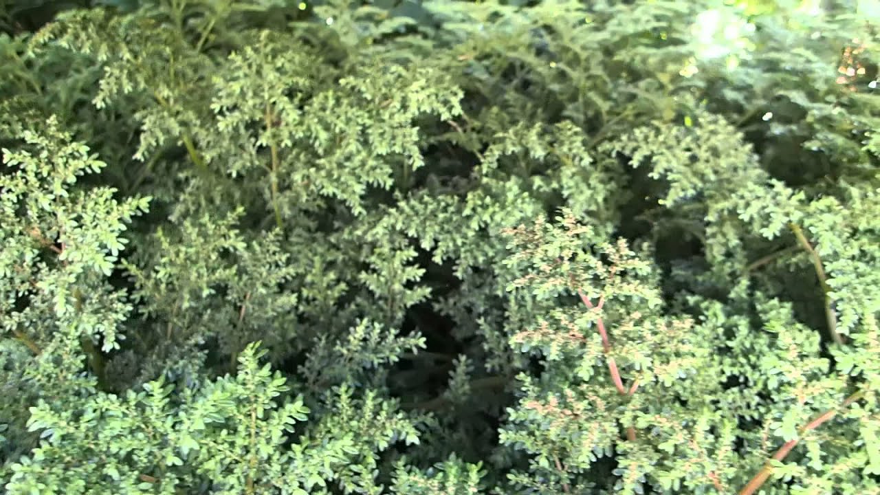 Pilea muscosa - YouTube