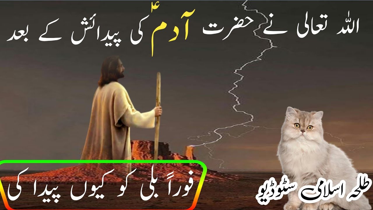 billi ko allah ne kyun paida kiya |hazrat adam |talha islami studio ...