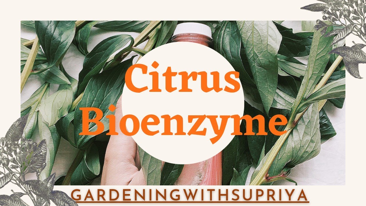 Citrus Bioenzyme / Magic Soil Supplement/ Part 1 How to Prepare it ...