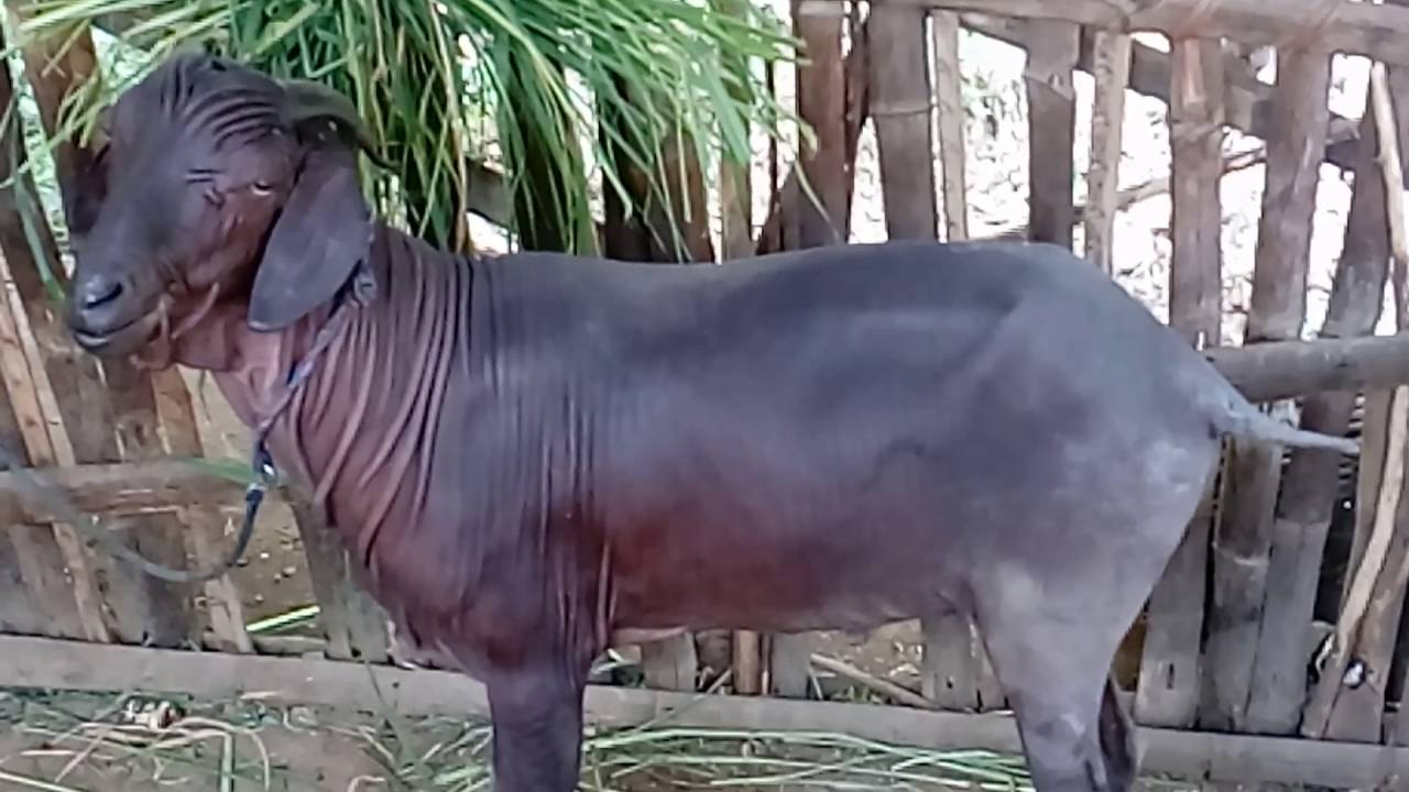 Hairless goat in my Anna home - YouTube
